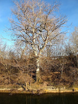 Flora medicinal, alimenticia y artesanal de la Ribera Navarra: Populus ...