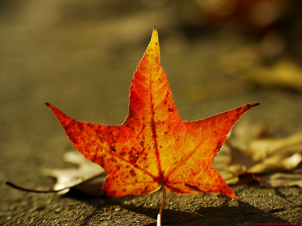Photography of the Invisible World: Amber Tree autumn leaf in reflected ...