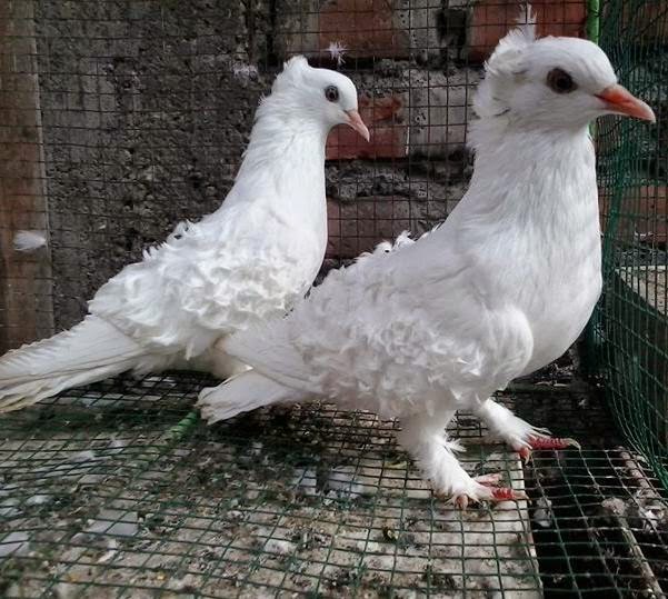 SPESIALIS MERPATI: MERPATI FRILL BACK / MERPATI KRITING