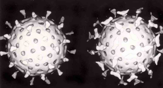 Scientists uncover history of ancient viruses as far back as 30 million ...