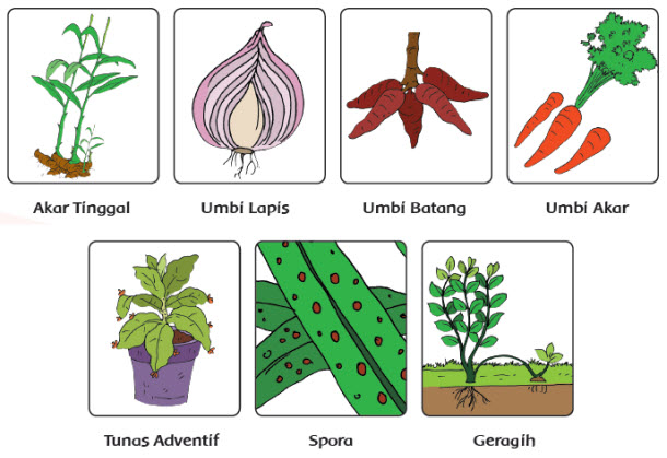 Gerak Pada Hewan dan Manusia, Subtema 3, Pembelajaran 3