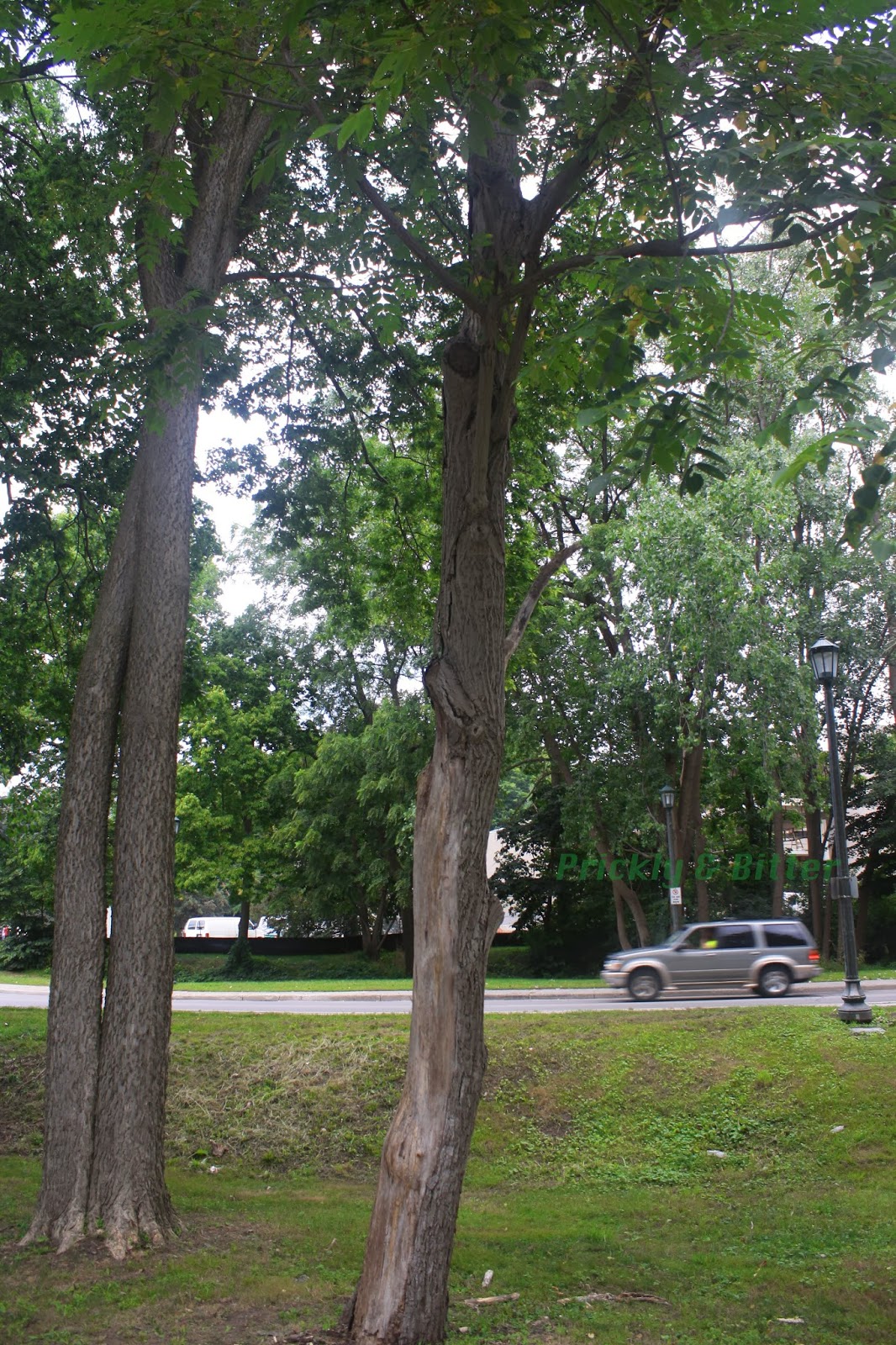 Prickly and Bitter: The unfortunate case of the butternut tree