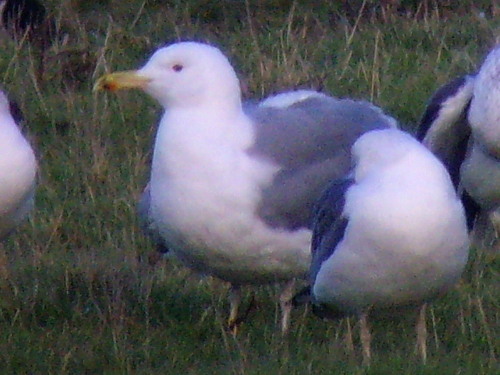 Birding North Unst: 16th December 2012 West Rise Marsh & Exceat Bridge