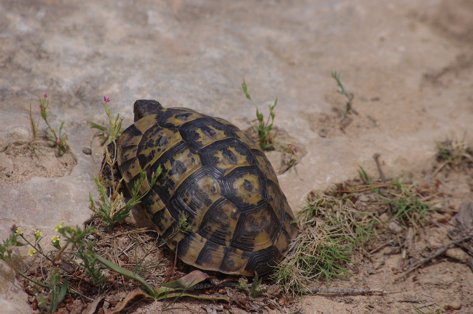 ANFIBIOS Y REPTILES Y PEQUEÑOS MAMIFEROS.: TORTUGA MORA (TESTUDO GRAECA)