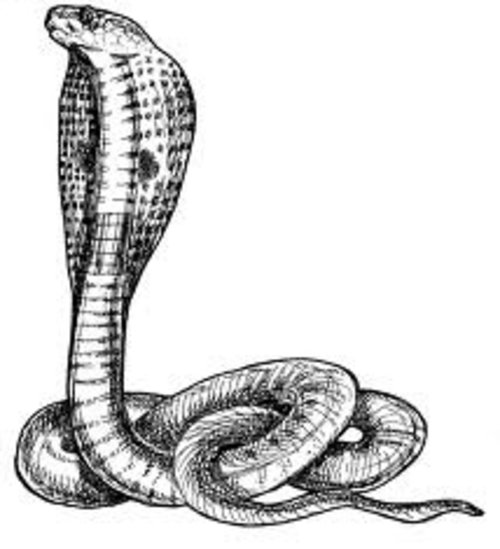 Spitting Cobra Coloring Pages