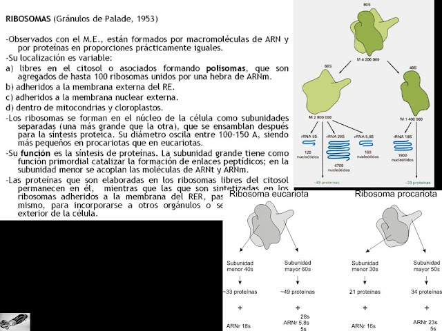 ...y la vida evolucionó: Ribosomas, retículo endoplasmático rugoso (RER ...