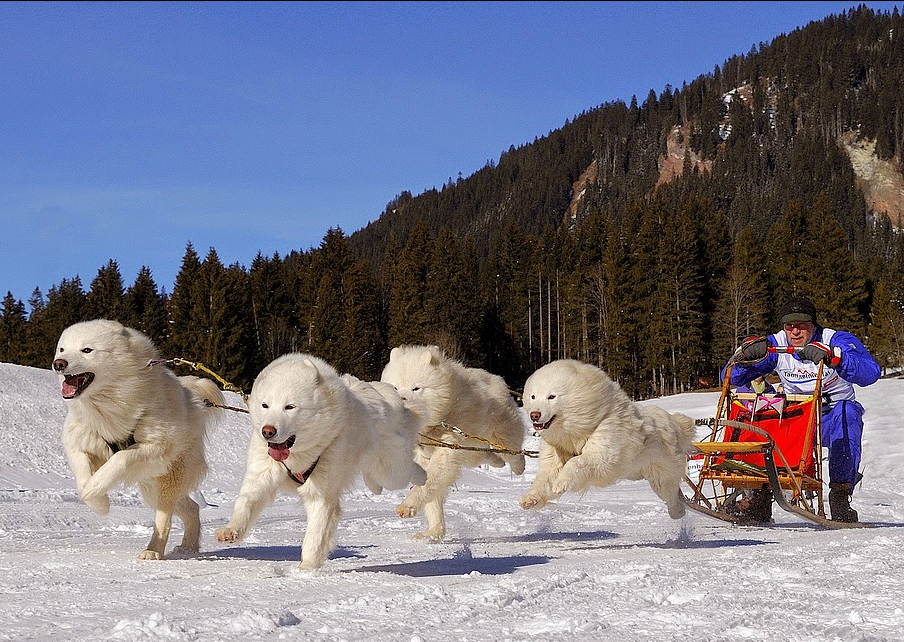 Samoyed - Breed Profile | Australian Dog Lover