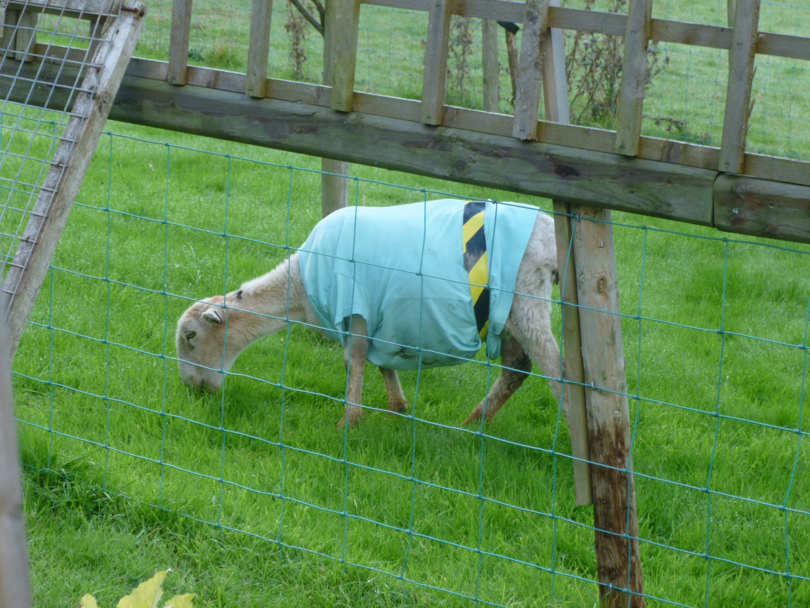 Our New Life in the Country: Mutton Dressed As ....