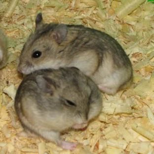 Rumah Hamtaro: Variasi Hamster Campbell