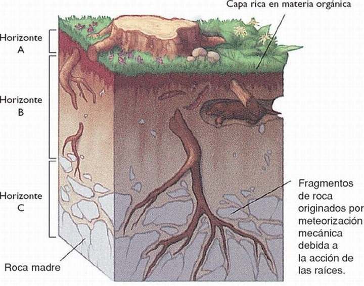 Rasgos físicos del espacio geográfico. : Suelos