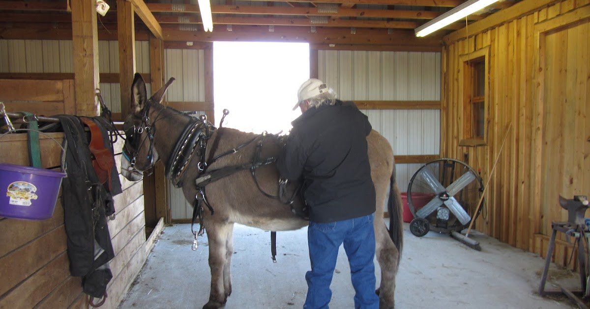 St.Clair Red Mule Farm -Mule & Donkey Adventures: Driving Twila Merrill