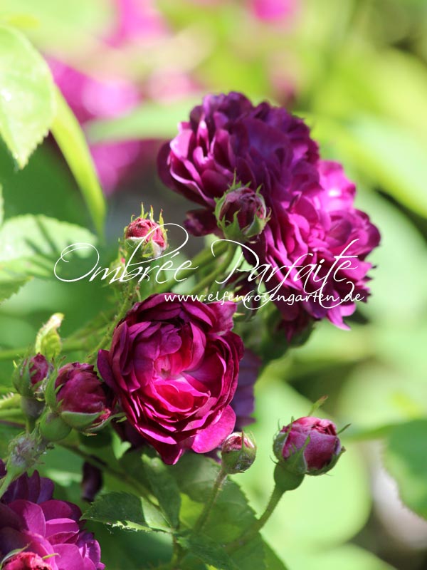 Elfenrosengarten: Milchrosen ... :-)