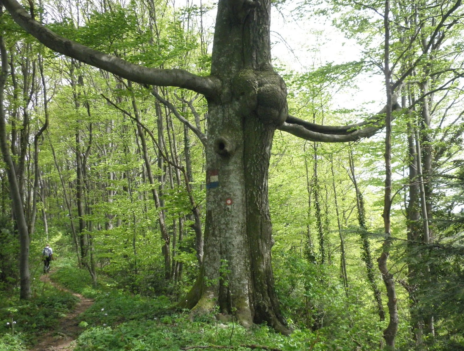 Lantanin blog : Stabla na O...