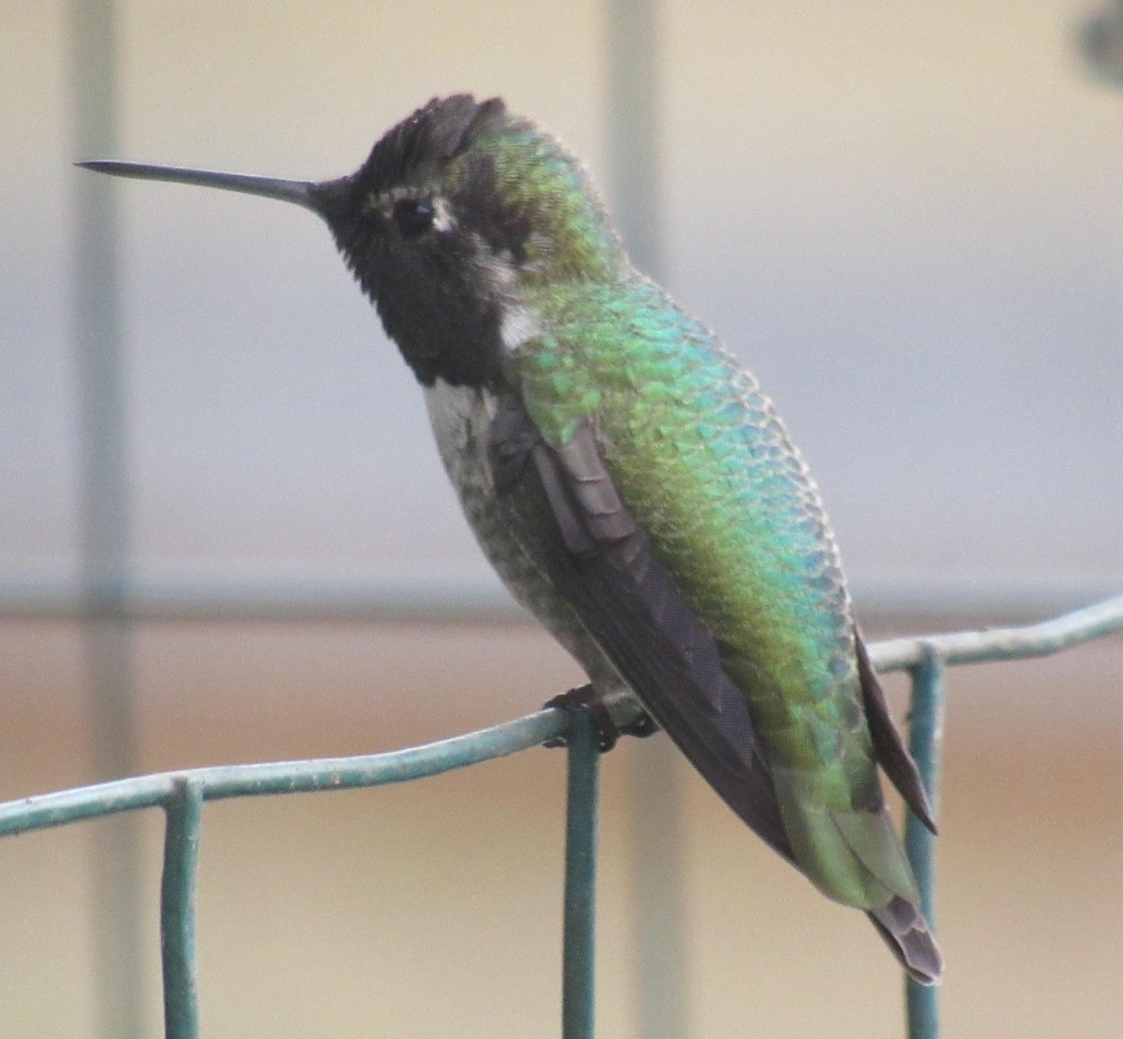 Garden Grumbles and Cross Stitch Fumbles: Three Hummers