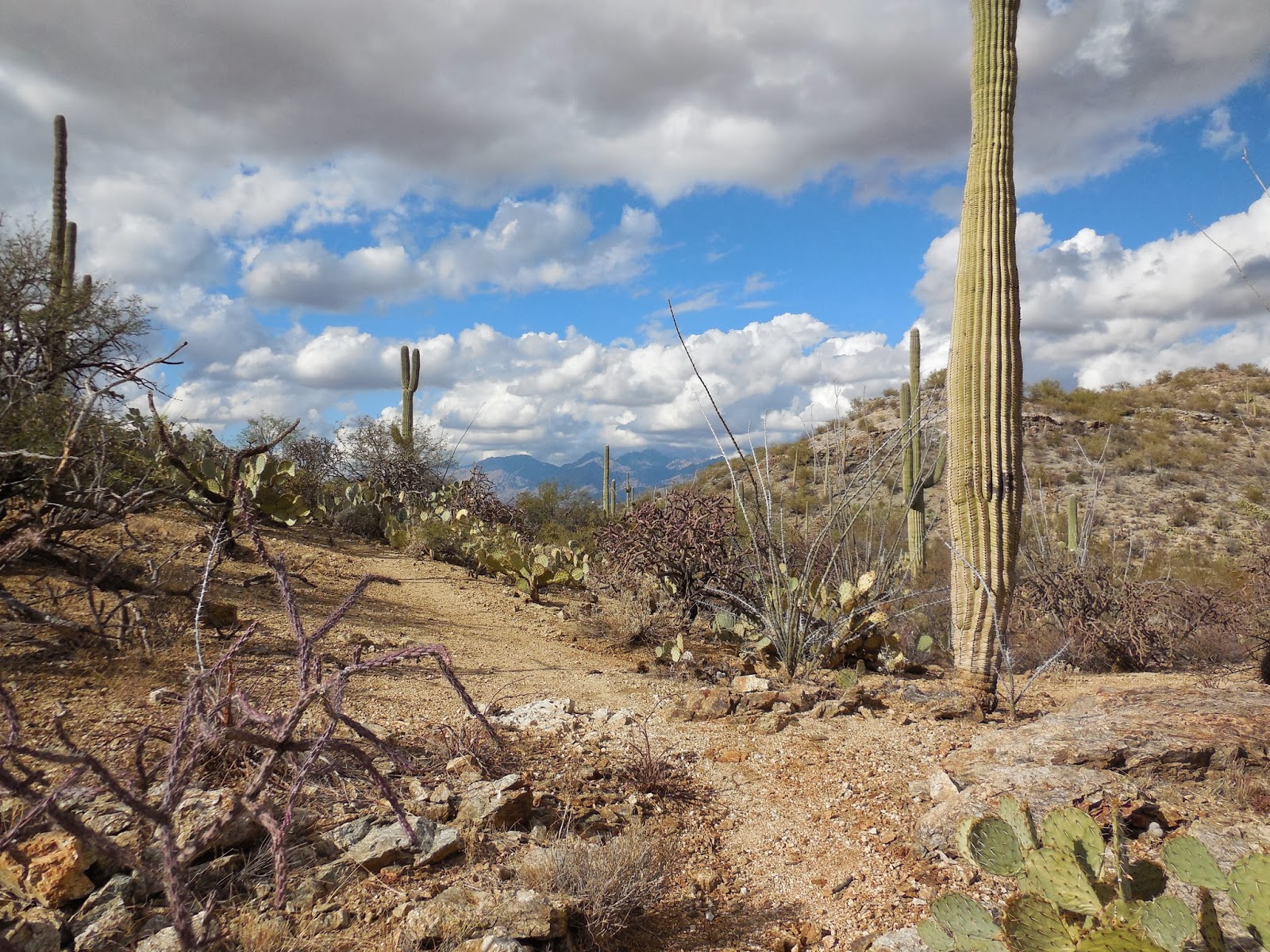 Exploring the American West: Cactus Forest Trail Saguaro National Park ...