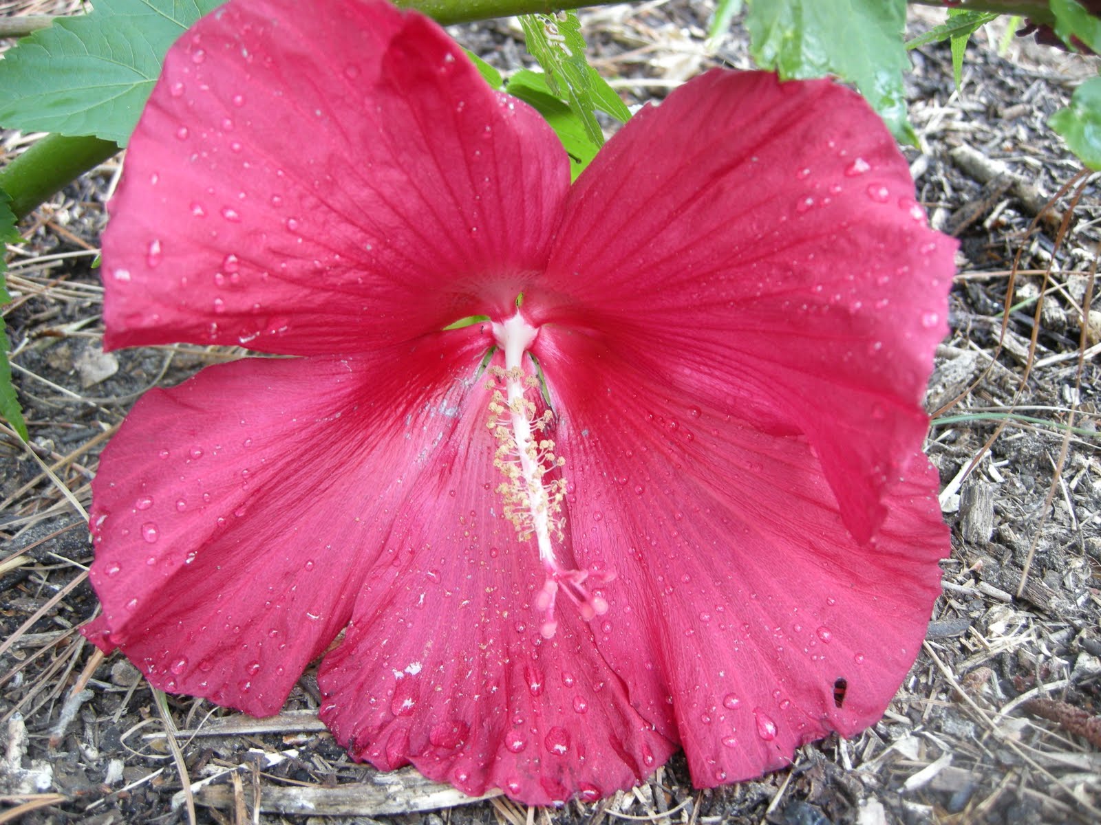 Kitchens Are Monkey Business: Rosie's Flowers.
