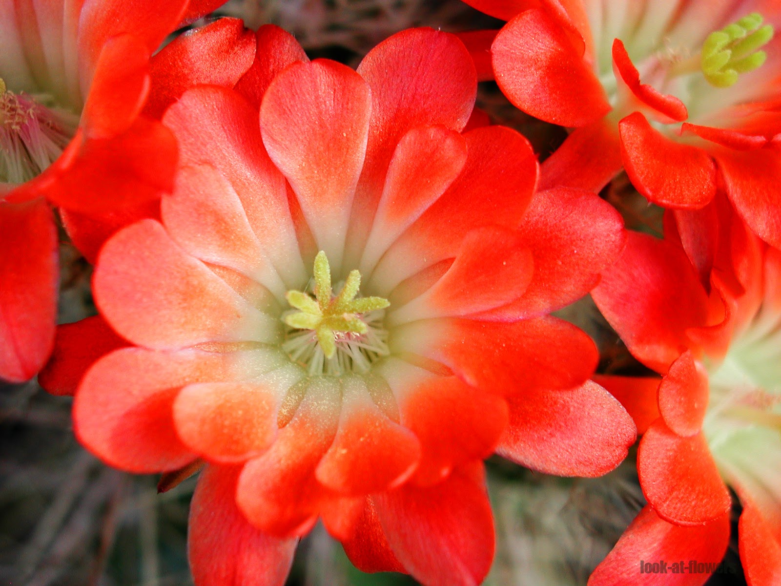 Red cactus flowers|Pictures of flowers