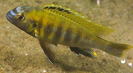 Alma d'Água: Peixes / Perciformes / Cichlidae / Ciclideos Africanos ...