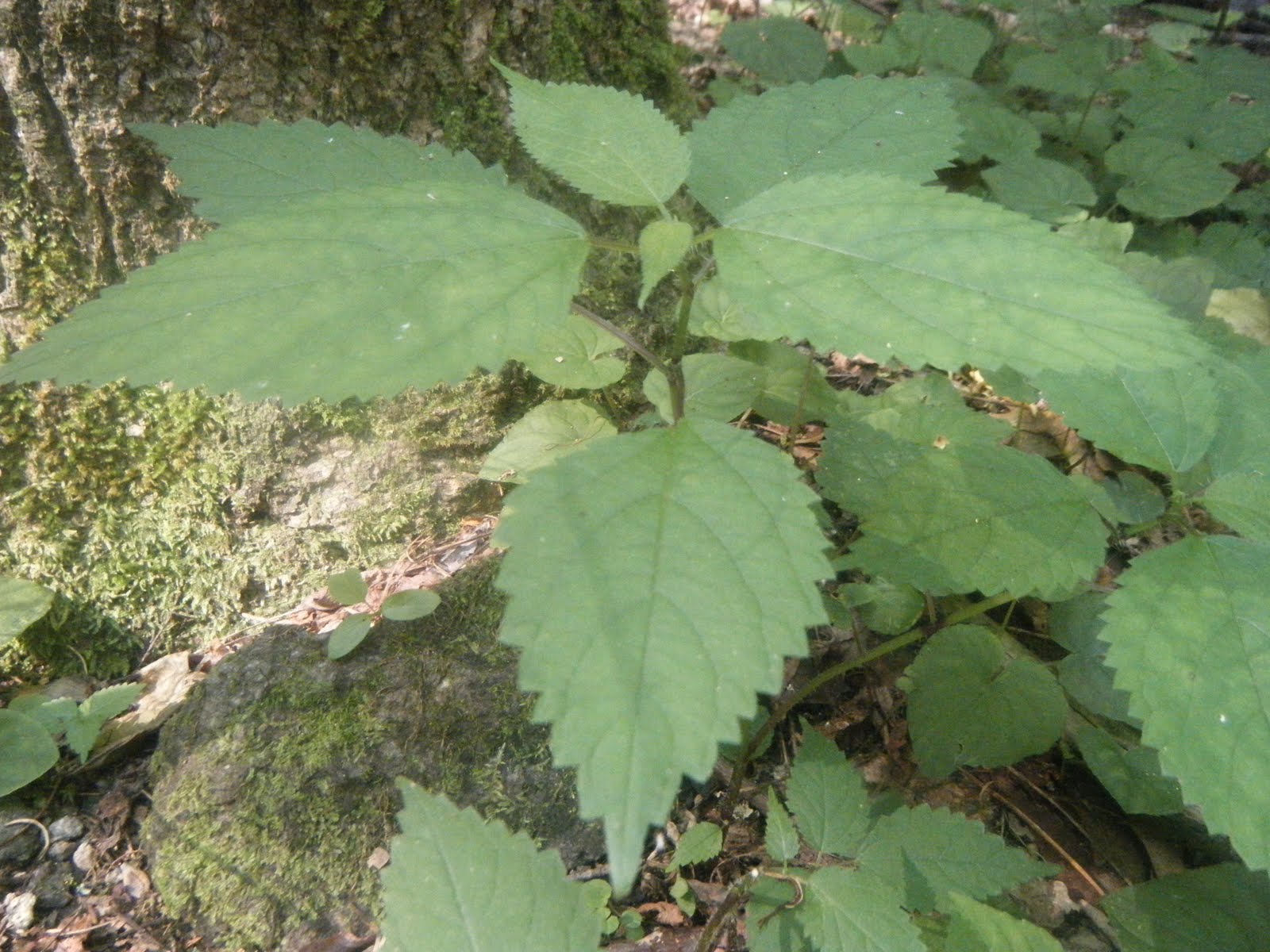 The Botanical Hiker: Nettles!