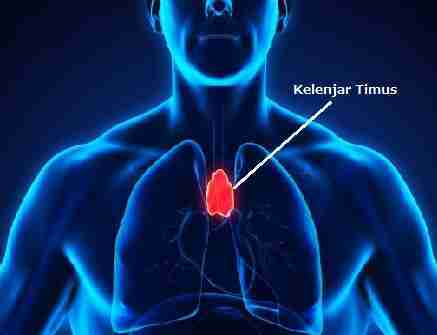 Apa itu Kelenjar Timus? - Portal Sains