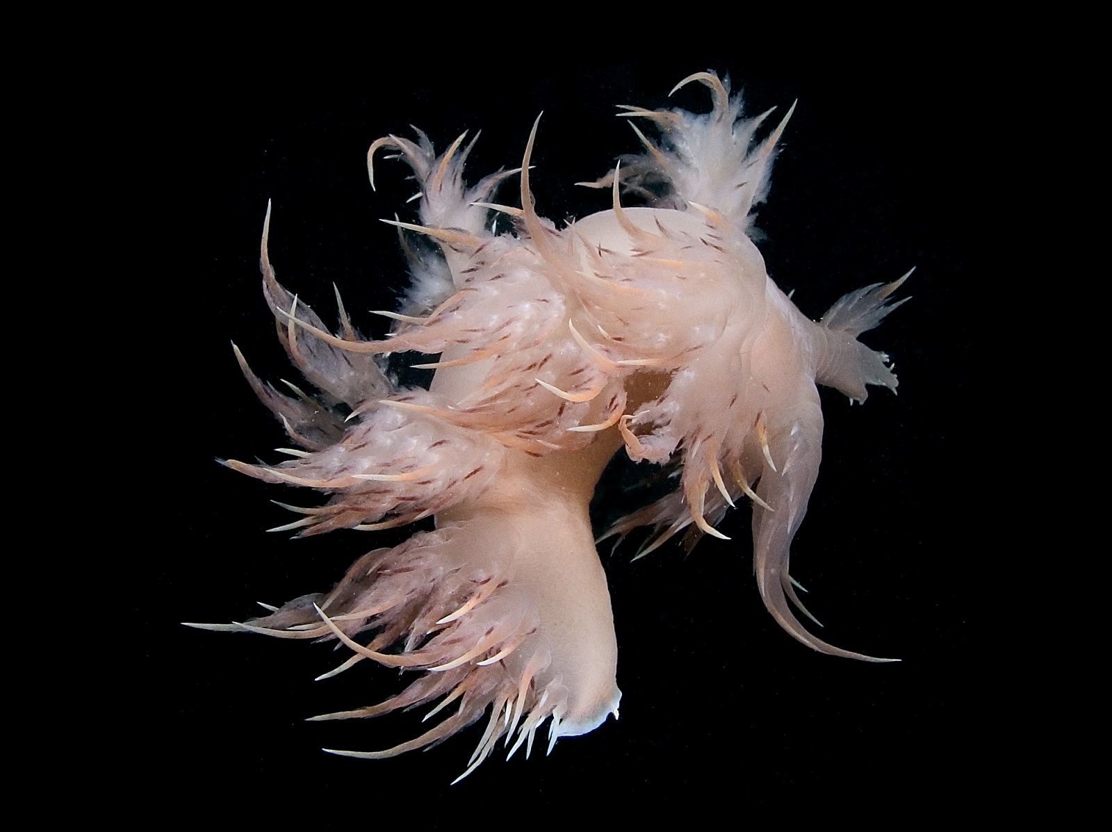 Real Monstrosities: Rainbow Nudibranch