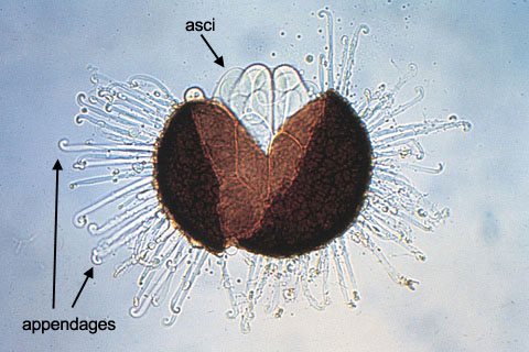 FITOPATOLOGIA GERAL UFPR 2018: Aula prática 3- Estruturas de fungos e ...