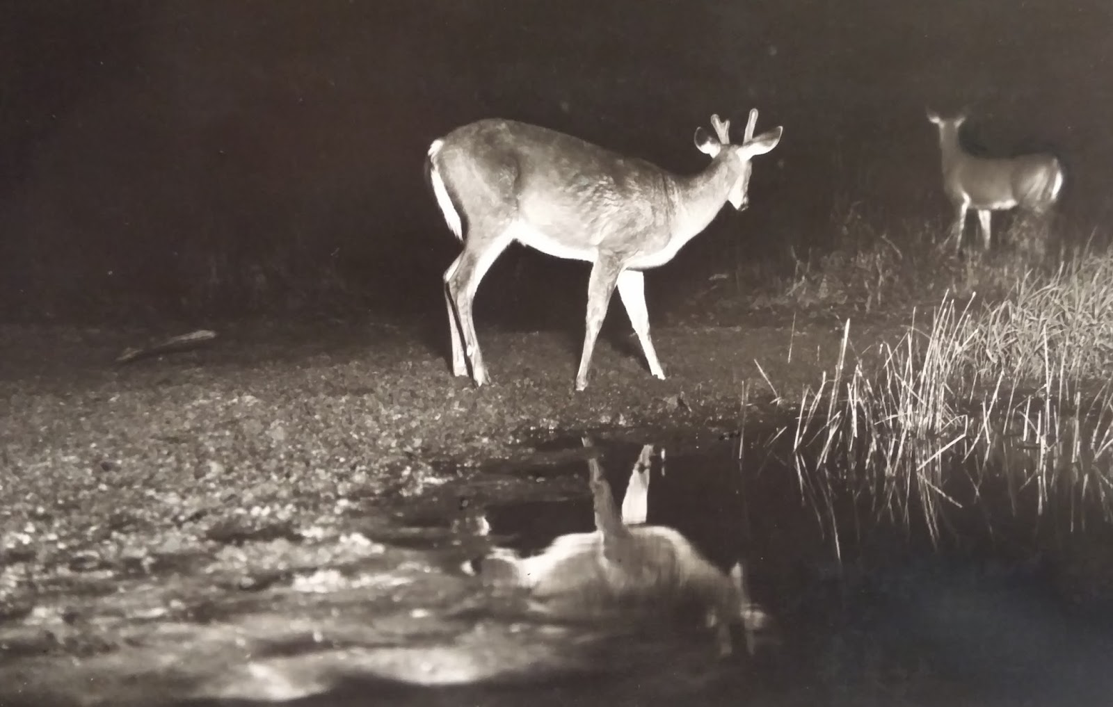 EL ANIMAL INVISIBLE: Caza fotográfica. Un genio de la fotografía ...