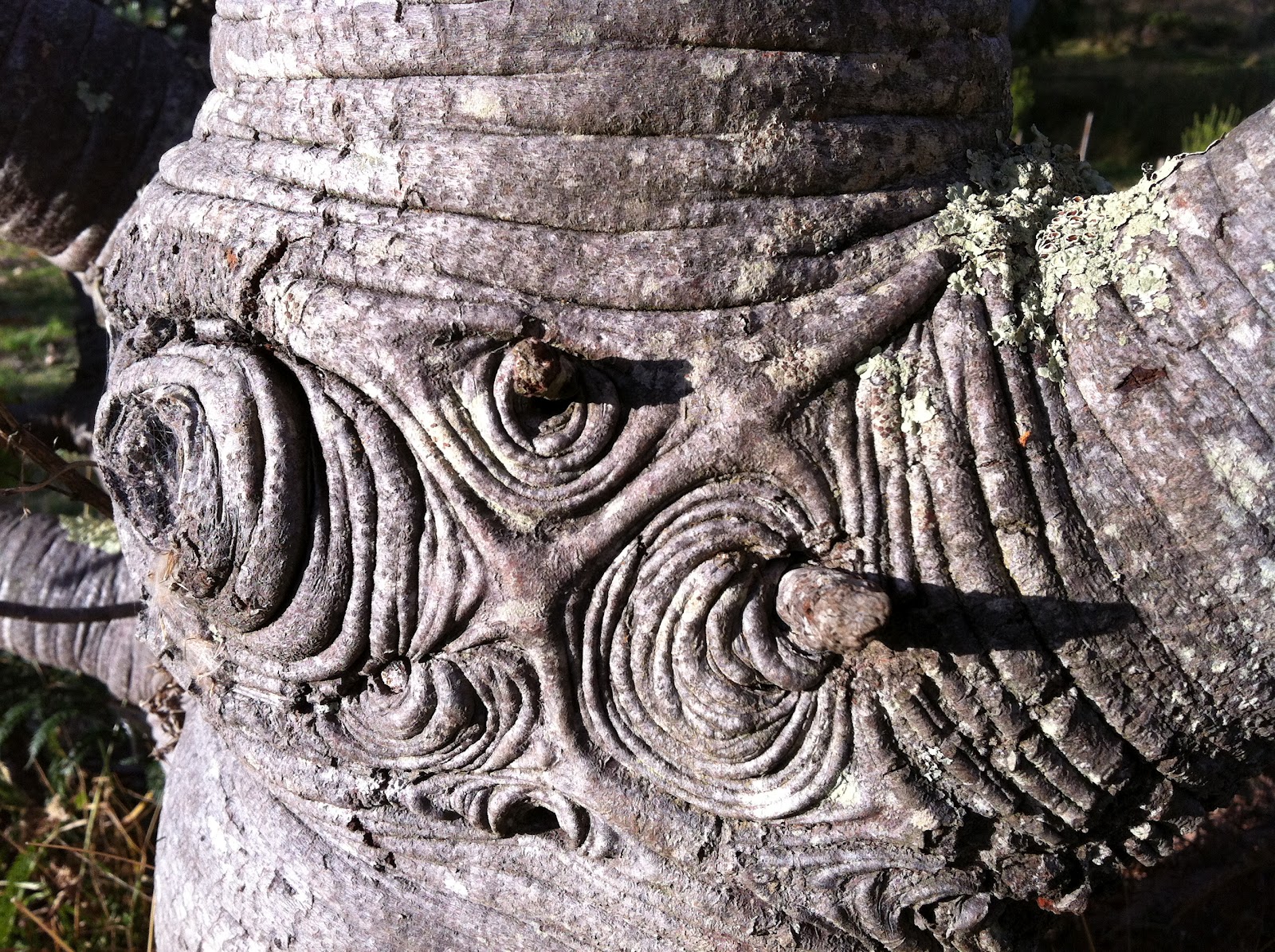 Swallows Nest Farm: The Silver Tree