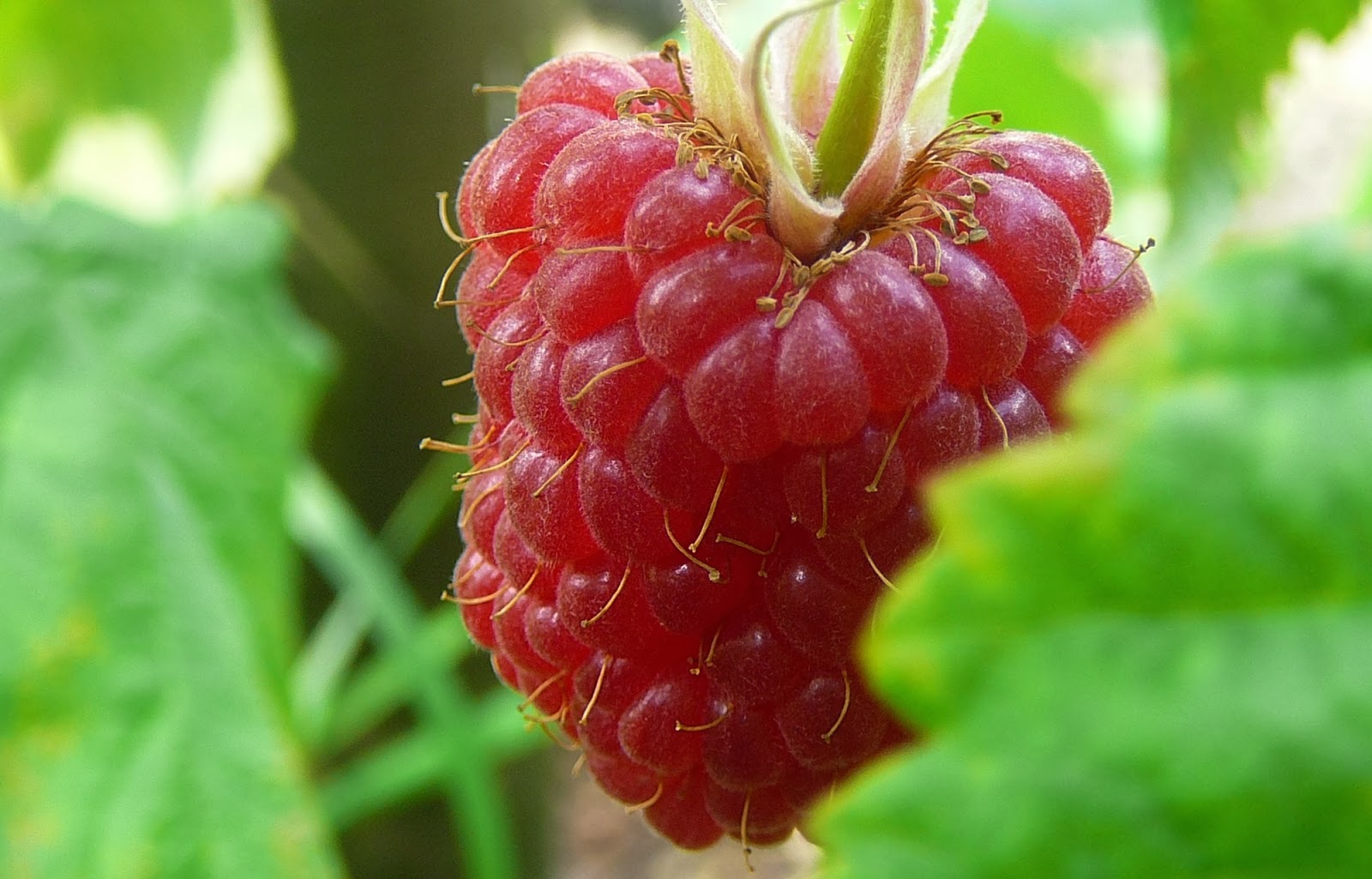 Blog do Edu Ambiental: Framboesa