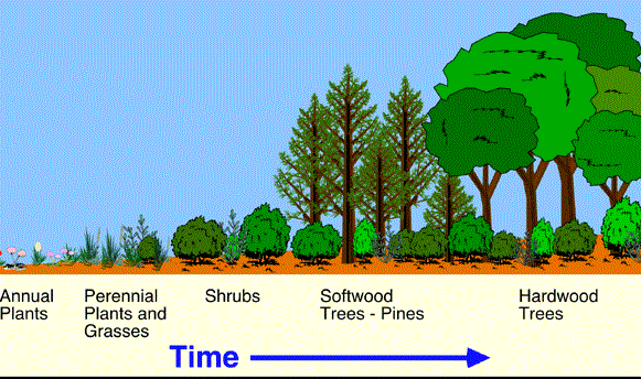 Environmental Informatics : ECOLOGICAL SUCCESSION