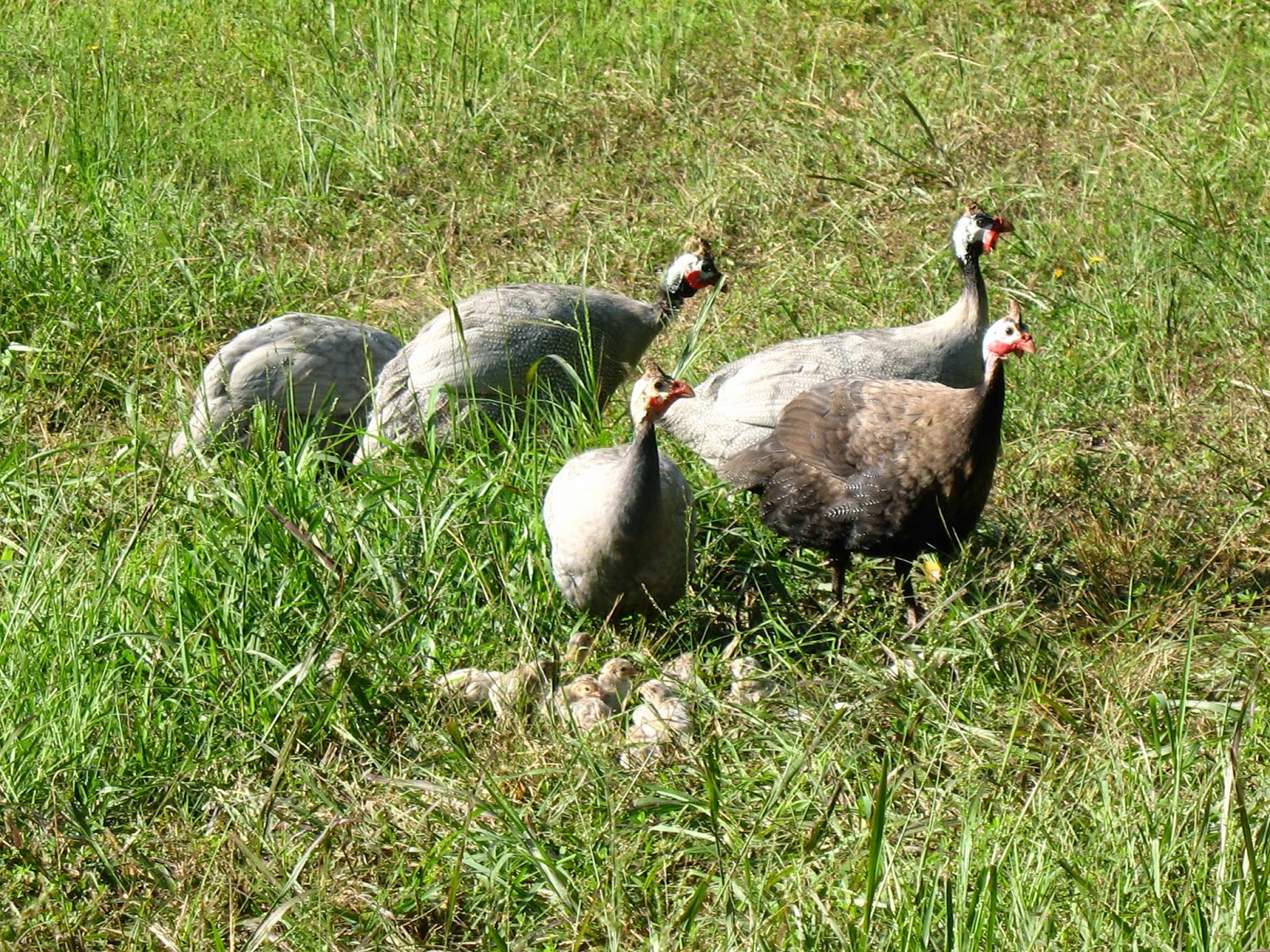 Razzberry Corner: Guinea keets born in the woods!