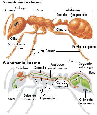 CEN - CÁ ESTAMOS NÓS: Formigas