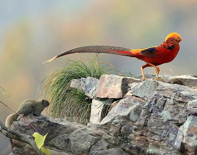 BARRY the BIRDER: A glamorous bird...