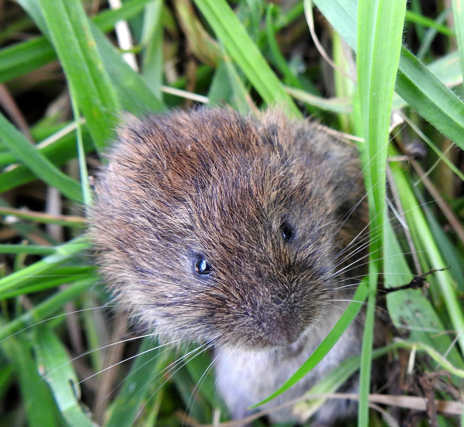 About a Brook: Field Vole, Water Vole, Kingfisher