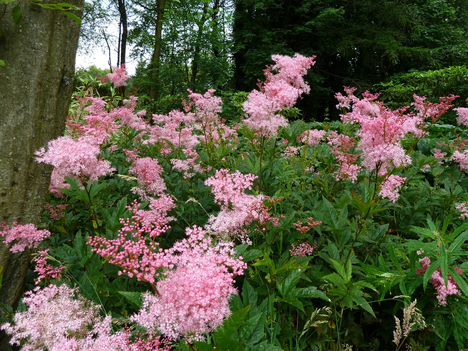 Orchids,Nature and My Outdoor Life: John Williams's garden triumphs again