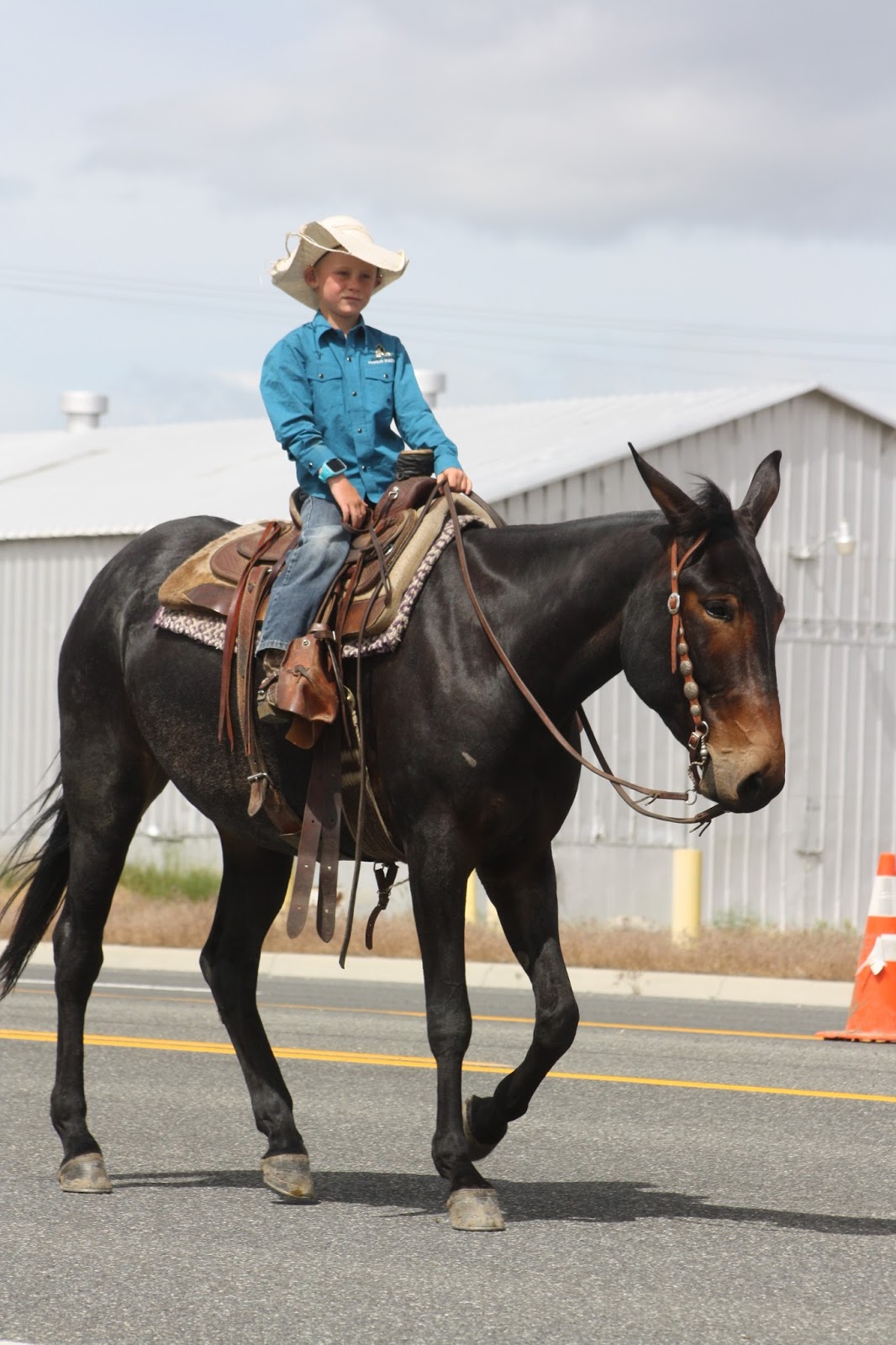 Mules and More Magazine: Jake Clark Mule Days 2017