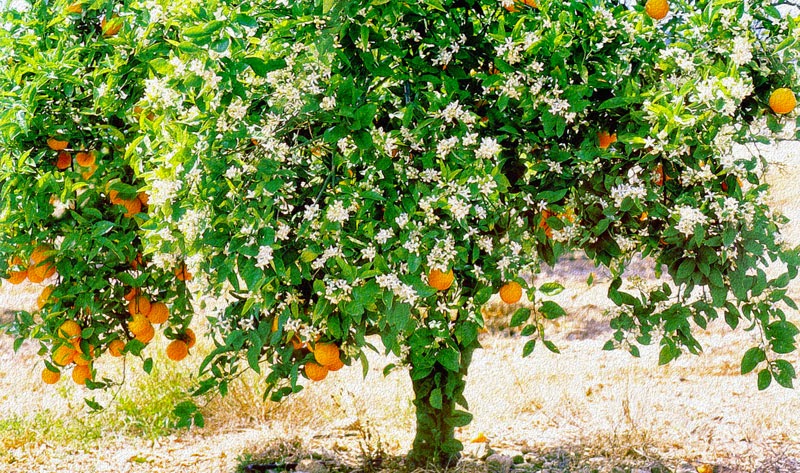 DIÁRIO COM A NATUREZA: 24 DE ABRIL - LARANJEIRA - FRUTA E FLOR