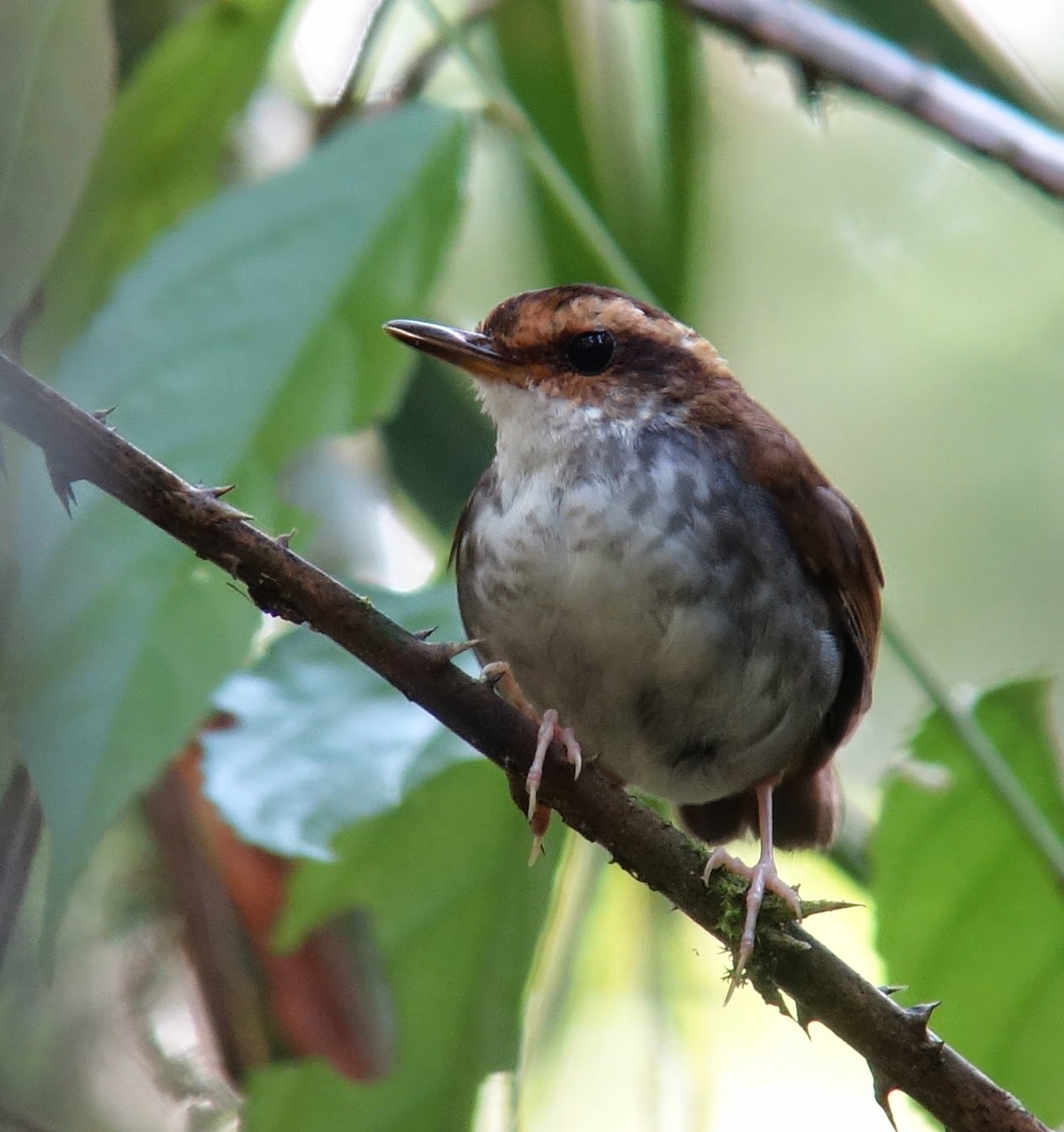 Denis Degullacion | Birding | Digiscoping | Photography