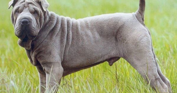 Mi fiel Sharpey"arrugas": SHARPEY - CARACTERÍSTICA