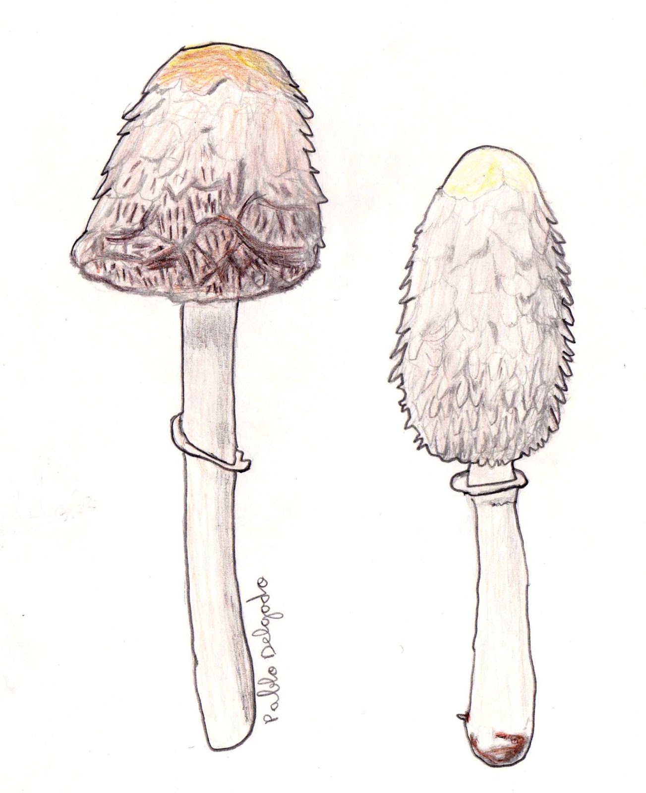 BioLab ZV: Preparamos la Semana de la Ciencia: Taller de Ilustración ...