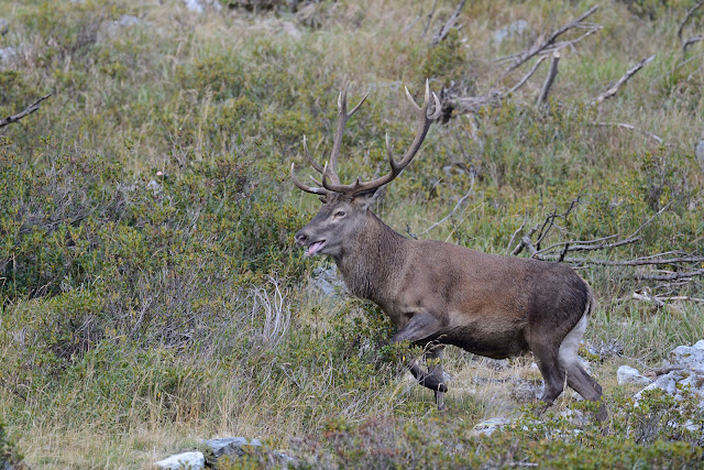 Jardin de la Sauvagine: Bientôt, ce magnifique cerf de 12 cors nous ...