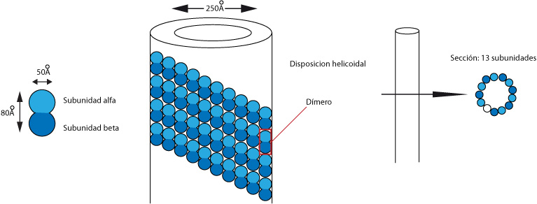 el moderno prometeo: Citoesqueleto: Microtúbulos.