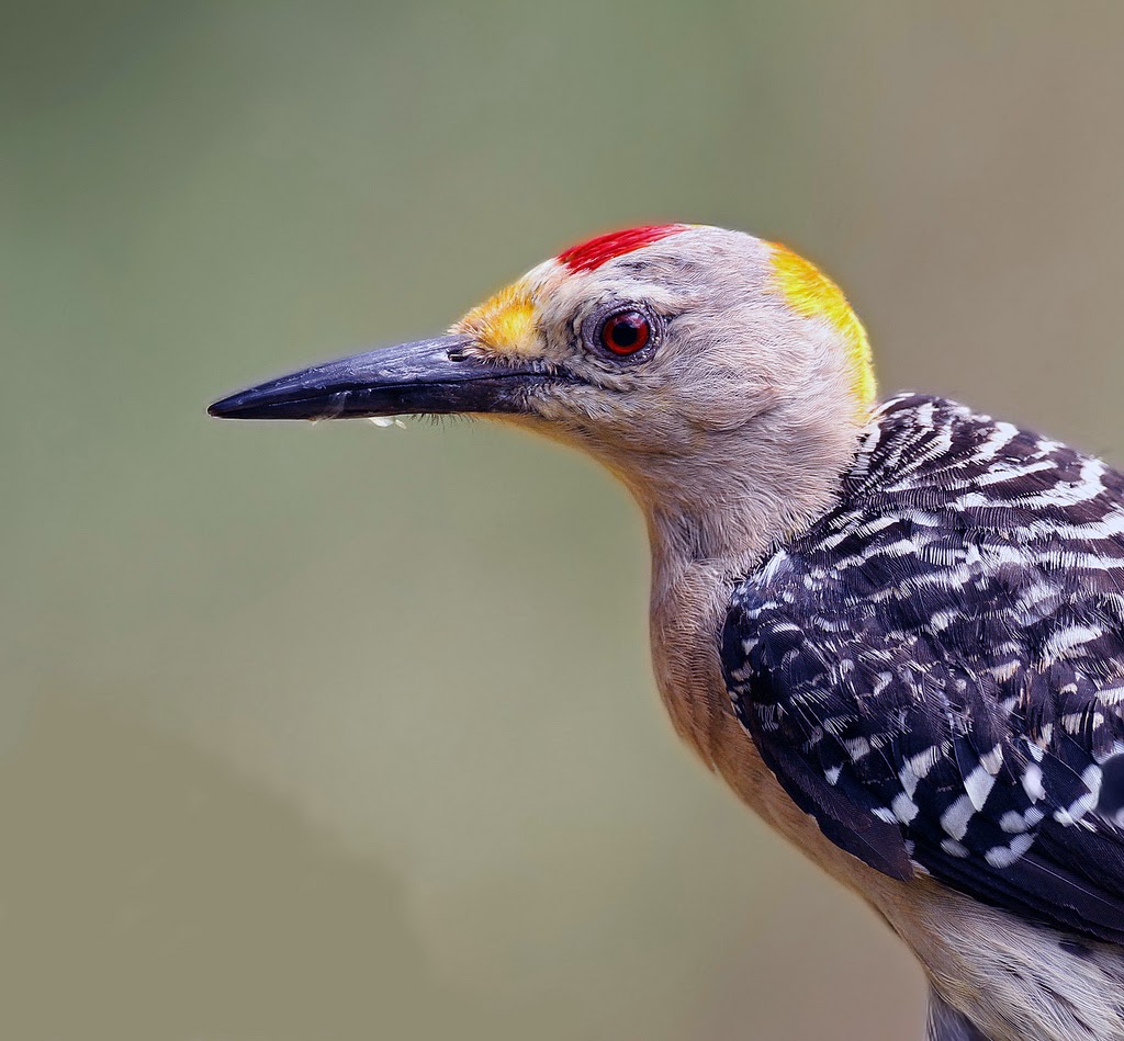 Bellas Aves de El Salvador: Melanerpes aurifrons (cheje, carpintero de ...