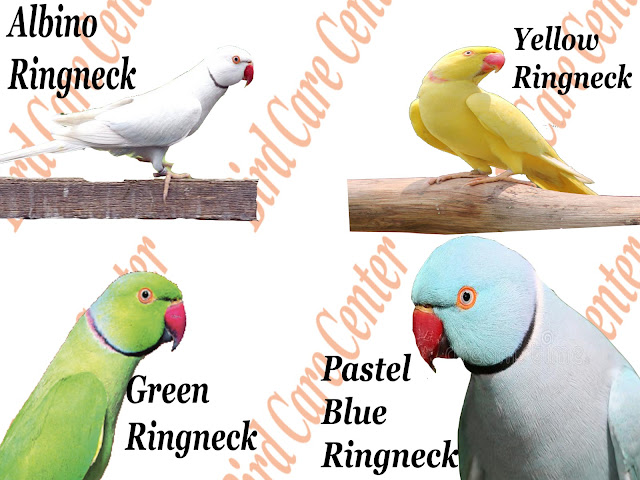 Types of Parakeets