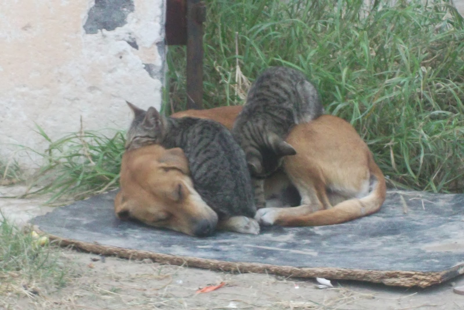 Ing. Jose Angel Reyna Cadena