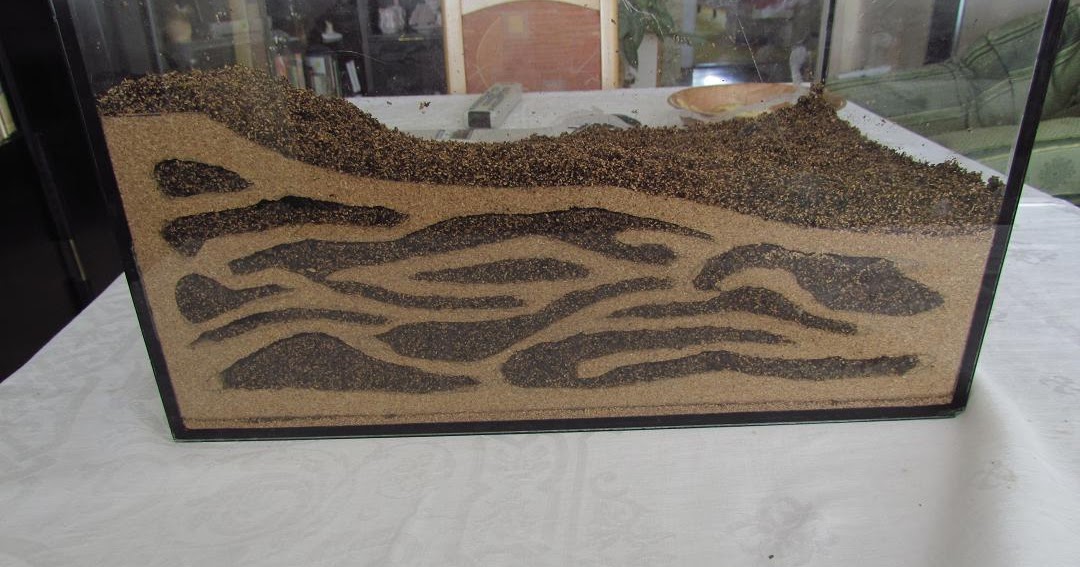 Il Formicaio Artificiale ~ Il Mondo delle Formiche - Vendita e ...