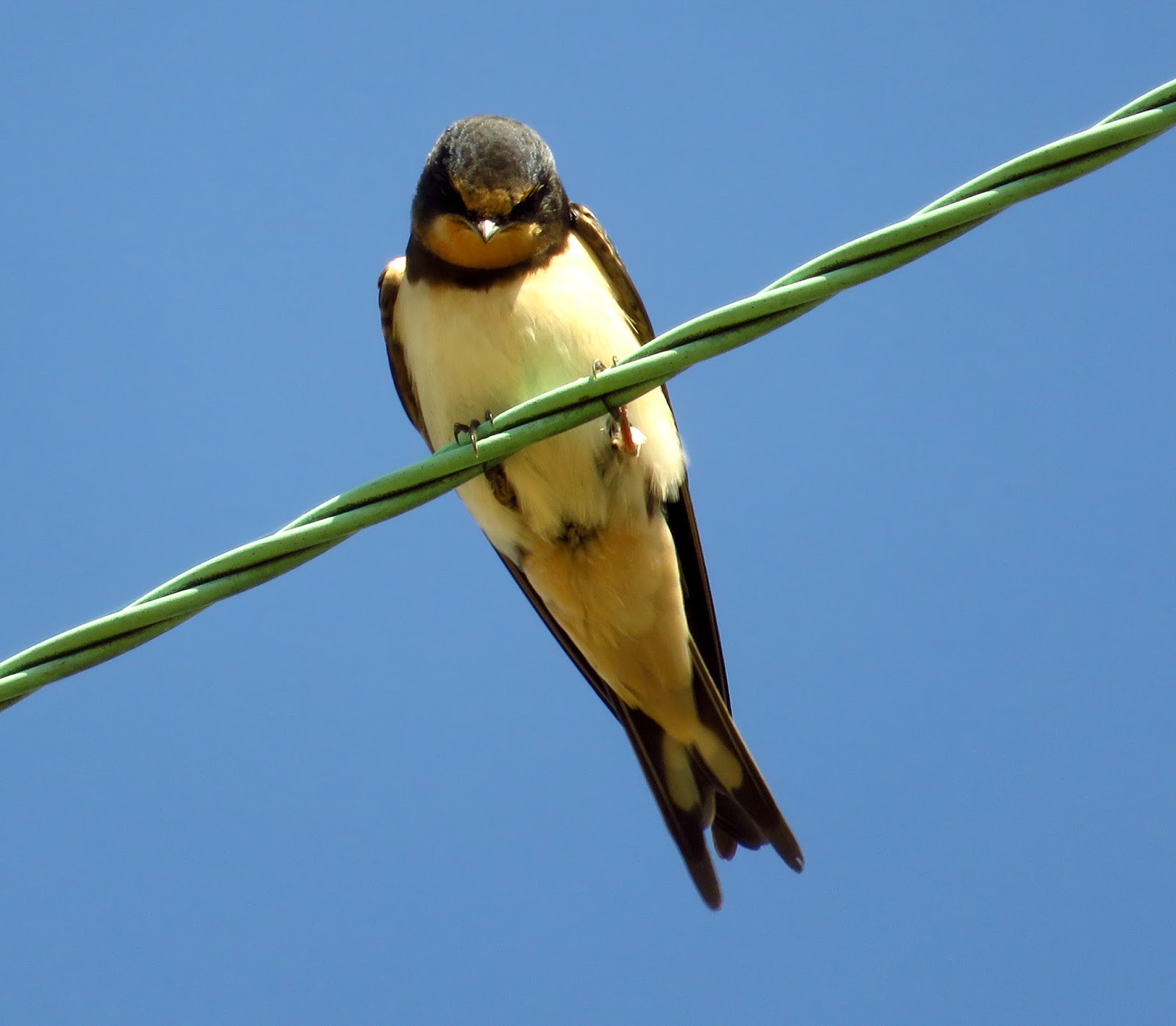 MERSEA WILDLIFE: SWALLOWS ON WIRES