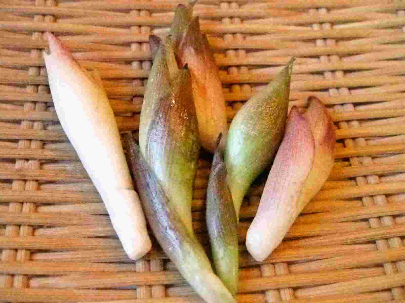 Recipes for Tom: Myoga Japanese ginger buds