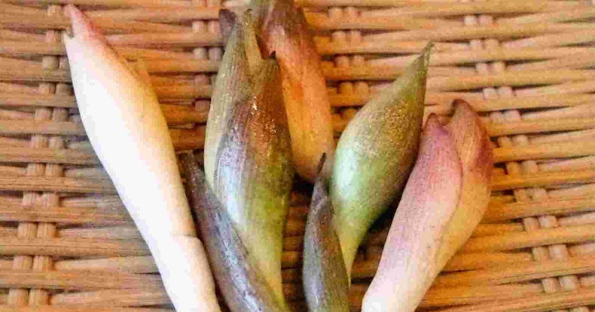 Recipes for Tom: Myoga Japanese ginger buds