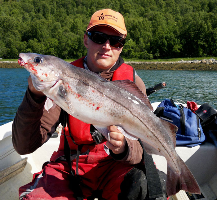 Obbiens Fiskeblogg: Oppdatering - artsfiske og nordnorsk sommer